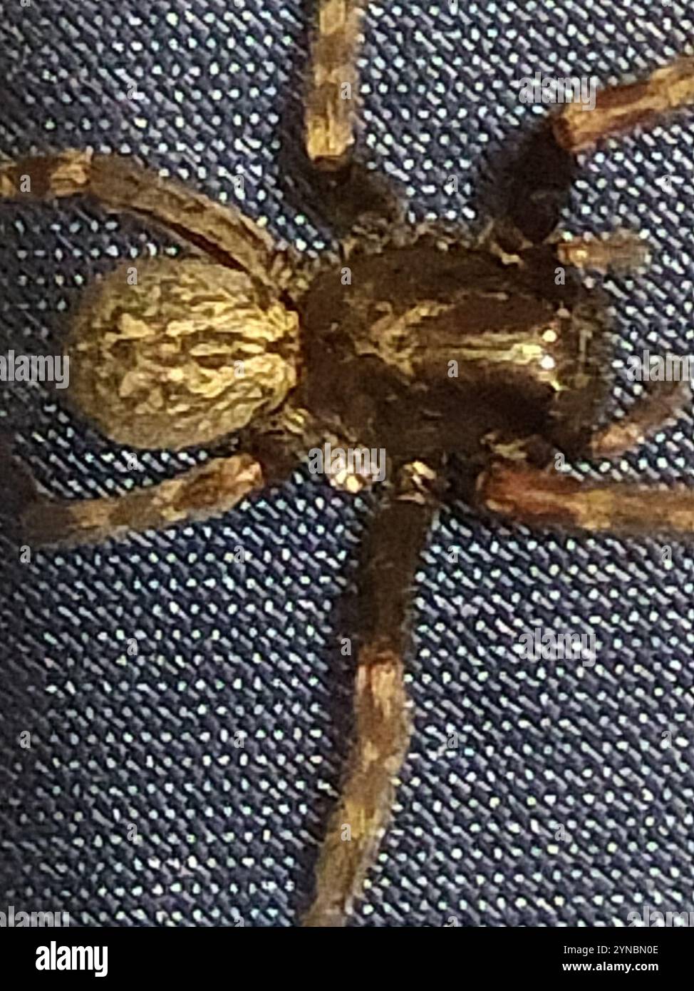 Black House Spider (Badumna insignis Stock Photo - Alamy