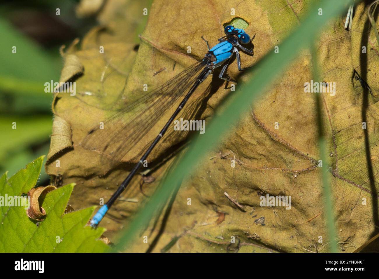 Blue-fronted Dancer (Argia apicalis Stock Photo - Alamy