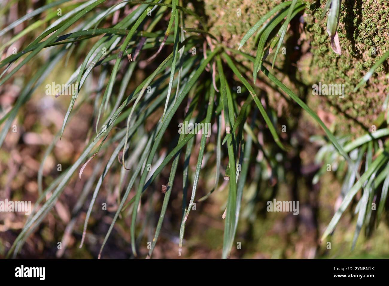 Shoestring Fern (Vittaria lineata Stock Photo - Alamy