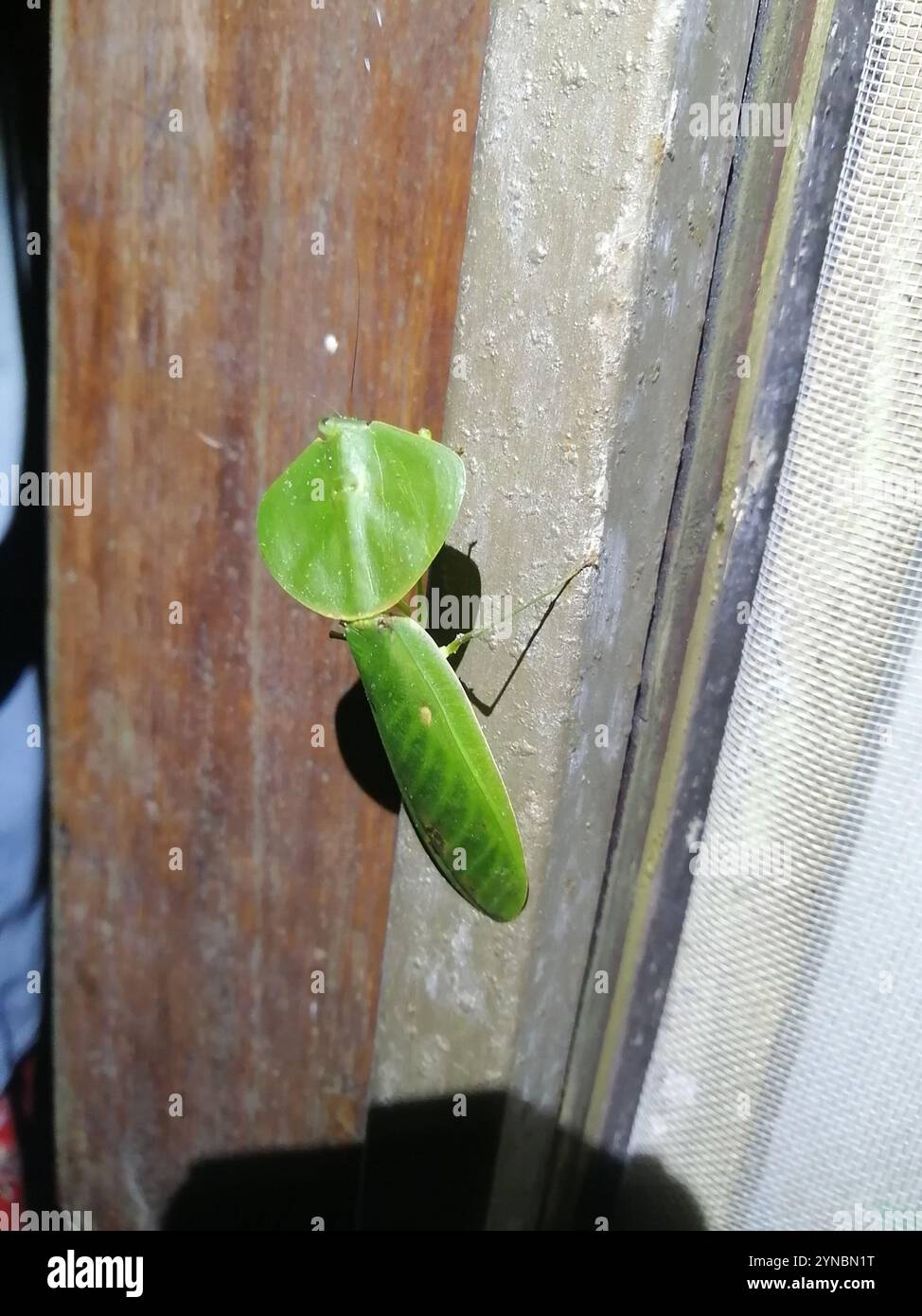 Rhombicollis hi-res stock photography and images - Alamy