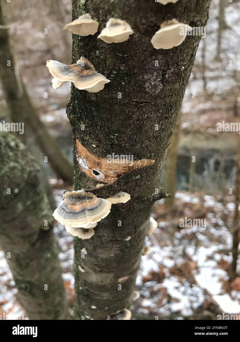 little nest polypore (Trametes conchifer Stock Photo - Alamy