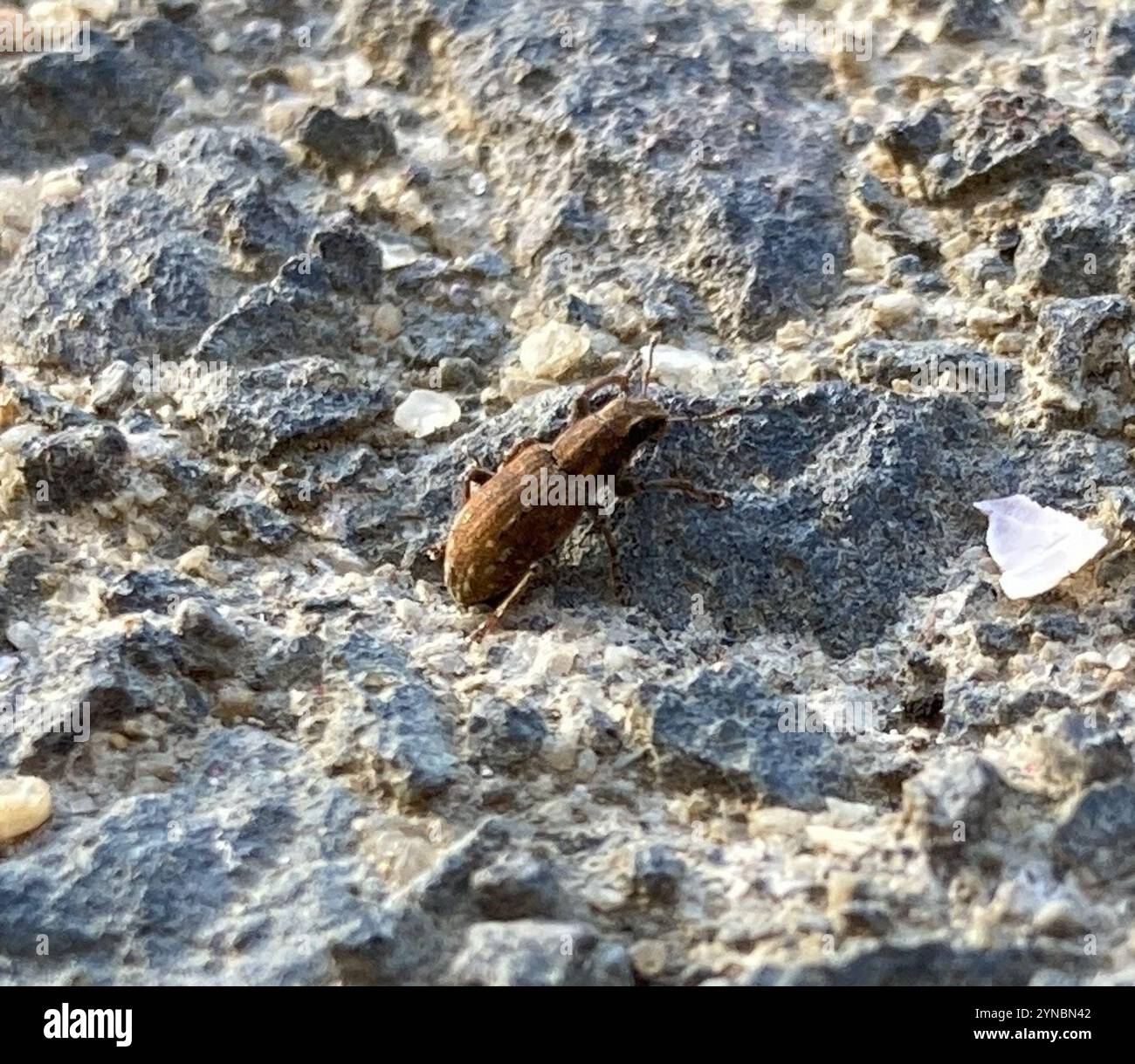 Clover root weevil (Sitona lepidus Stock Photo - Alamy