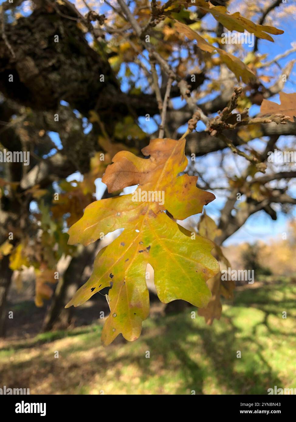 valley oak (Quercus lobata Stock Photo - Alamy