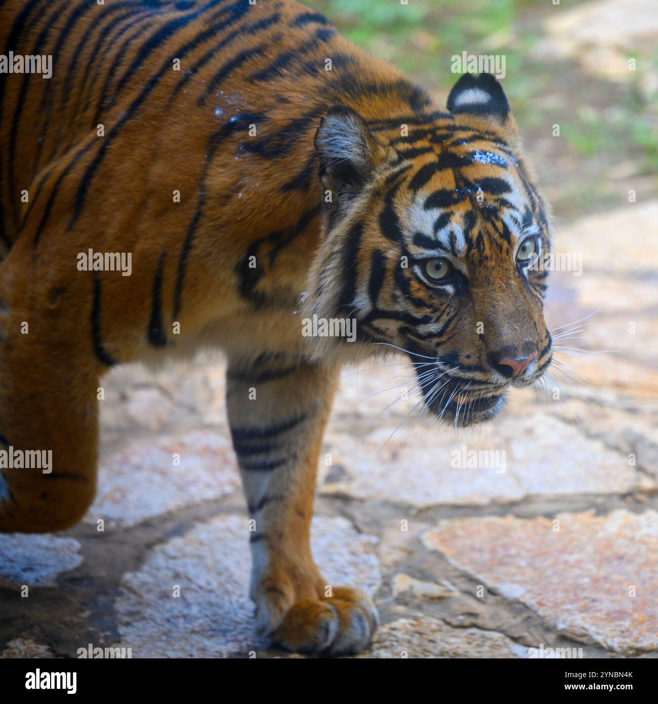 Sumatran tiger Panthera tigris sondaica ببر photographed at the "Safari ...
