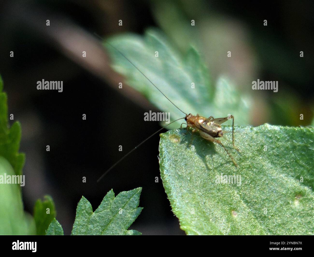Brown Sword-tail Crickets (Anaxipha Stock Photo - Alamy