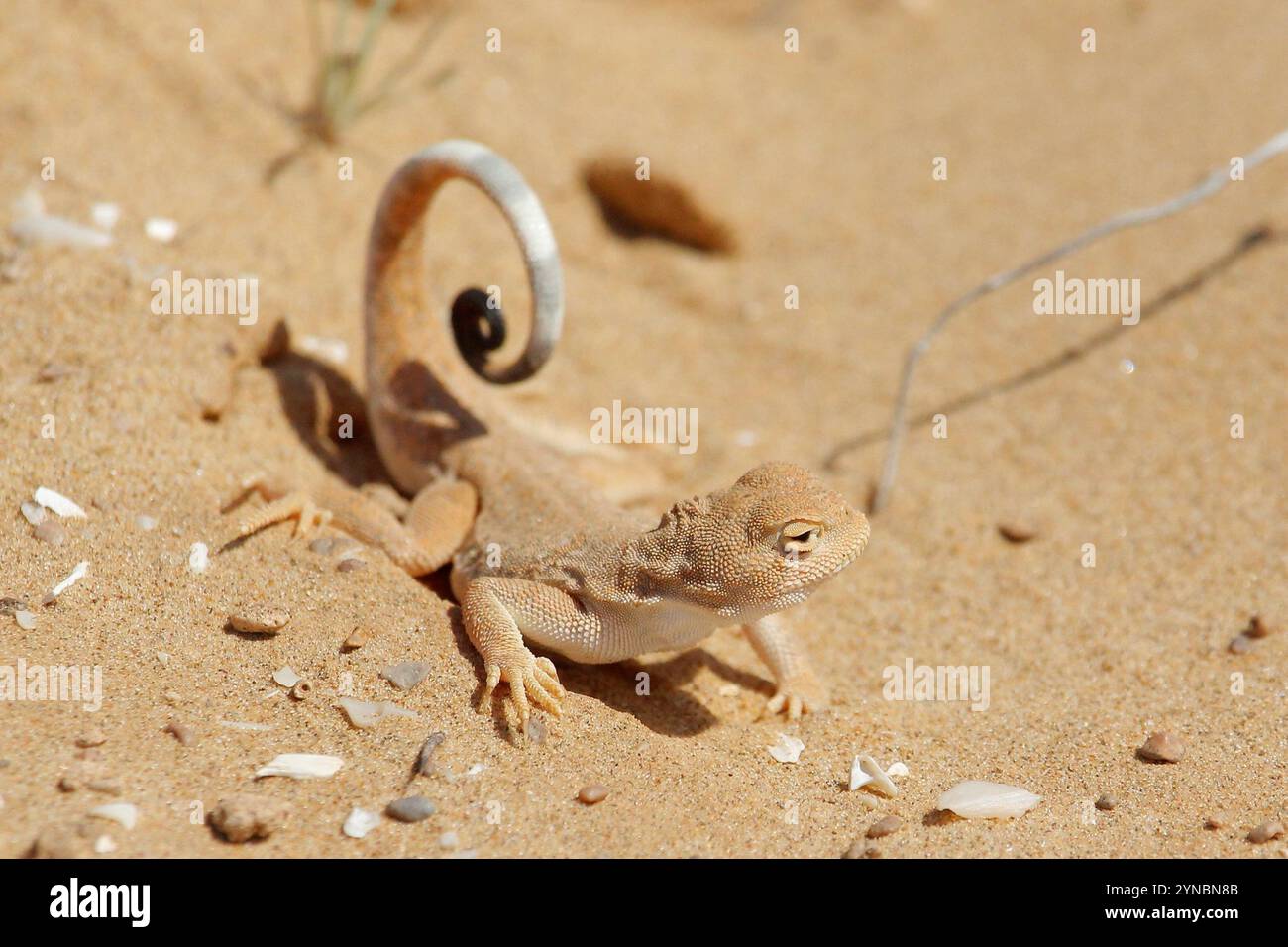 Central Asian Toadhead Agama (Phrynocephalus guttatus Stock Photo - Alamy