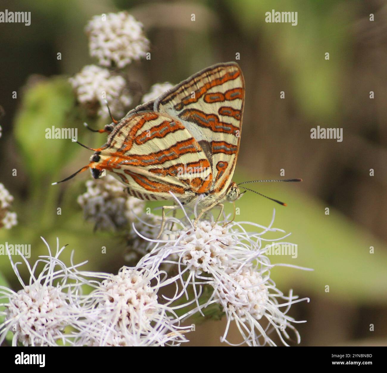 Common Silverline (Cigaritis vulcanus Stock Photo - Alamy