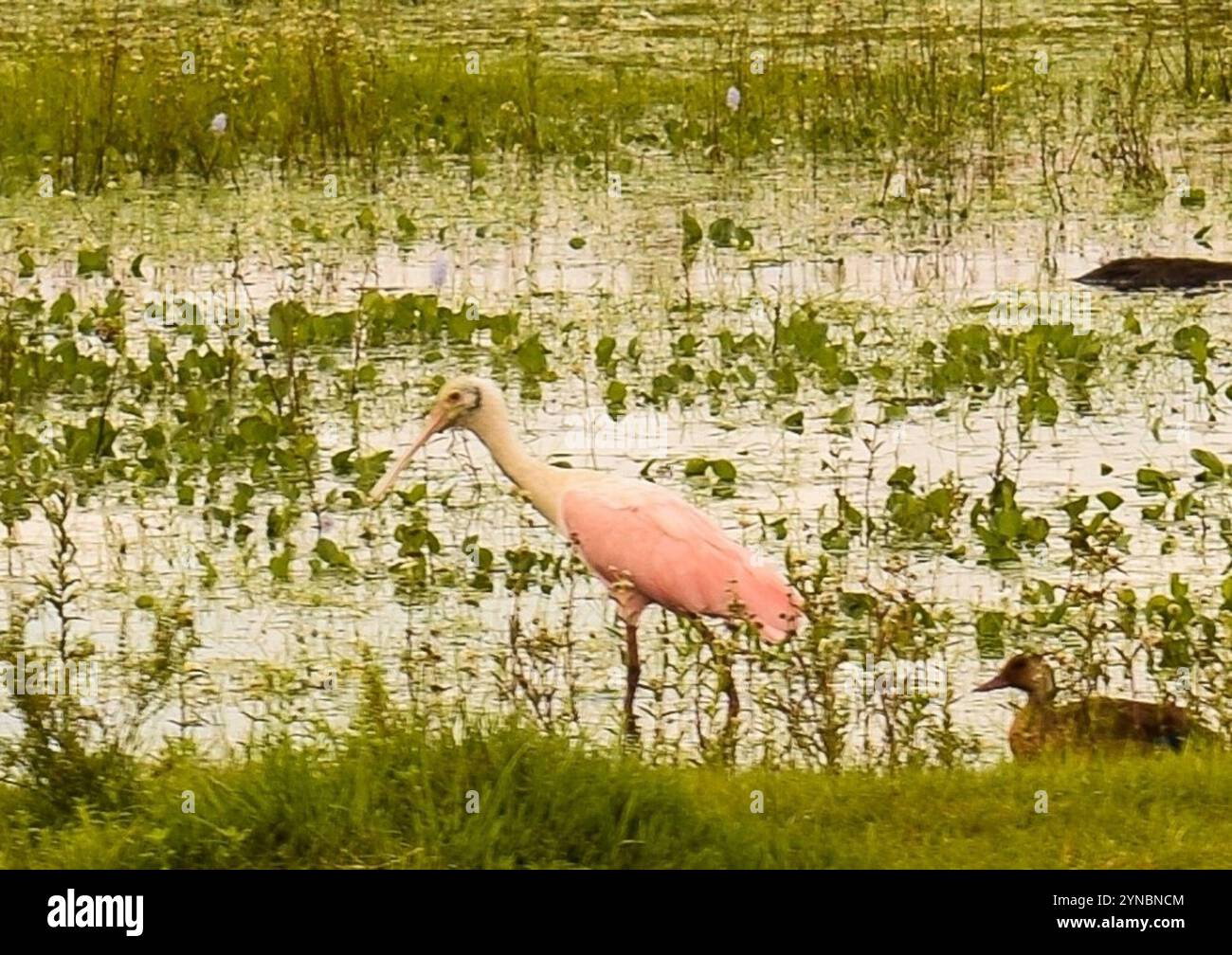 Roseate Spoonbill (Platalea ajaja Stock Photo - Alamy