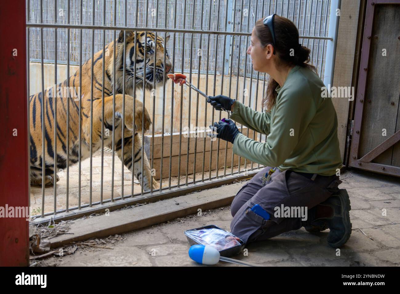 Ramat Gan Safri Zoo keeper goes through Target Training for Husbandry ...