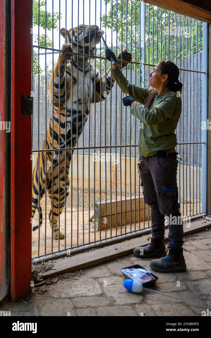 Ramat Gan Safri Zoo keeper goes through Target Training for Husbandry ...