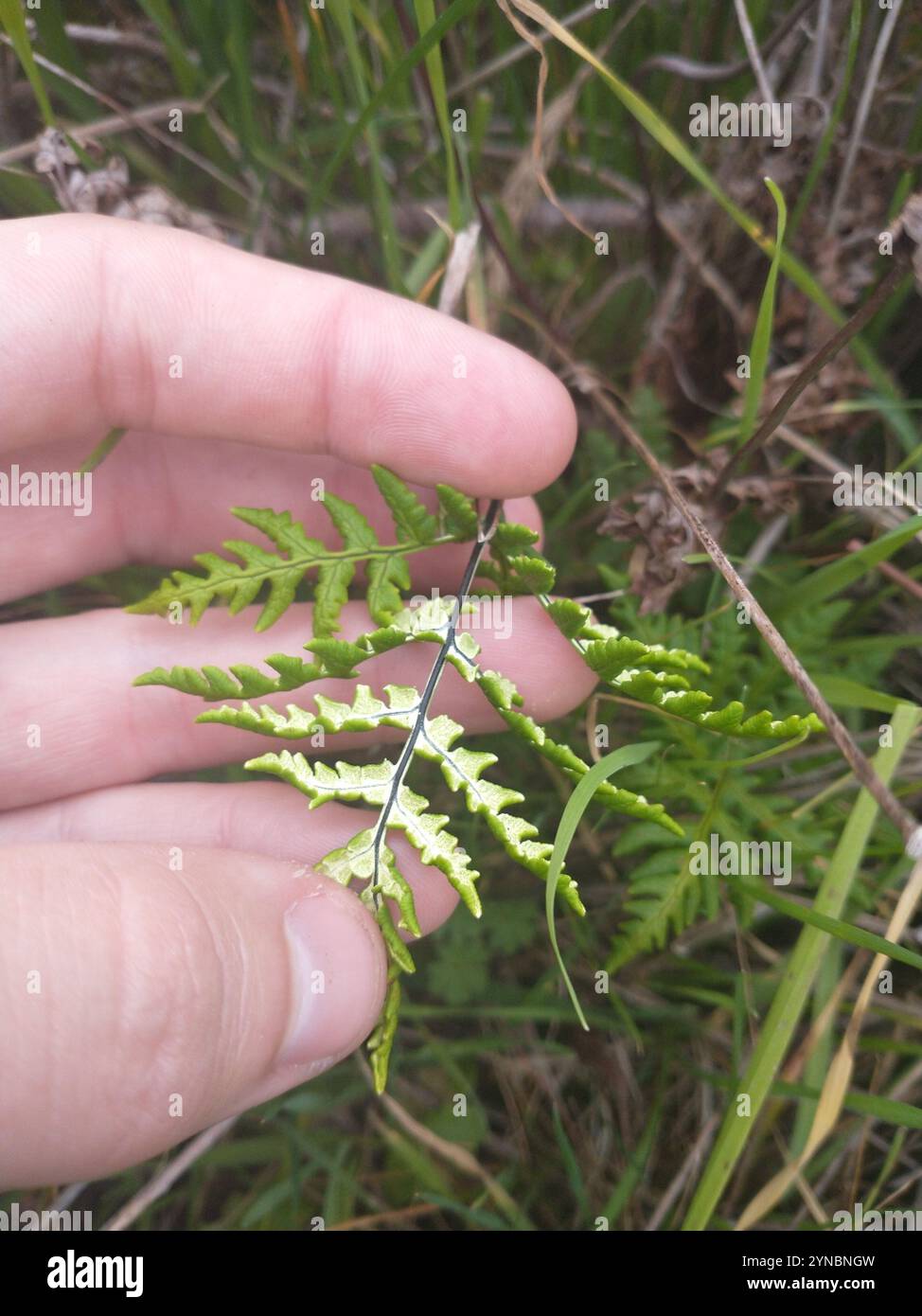 Goldback fern hi-res stock photography and images - Alamy