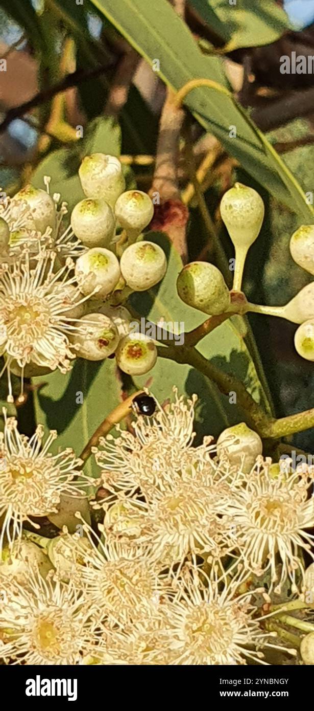 Black Reed Bees (Braunsapis Stock Photo - Alamy