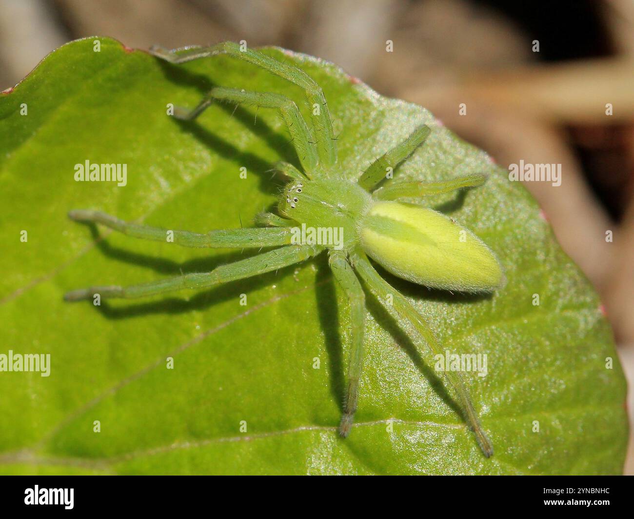 Green Huntsman Spider (Micrommata virescens Stock Photo - Alamy