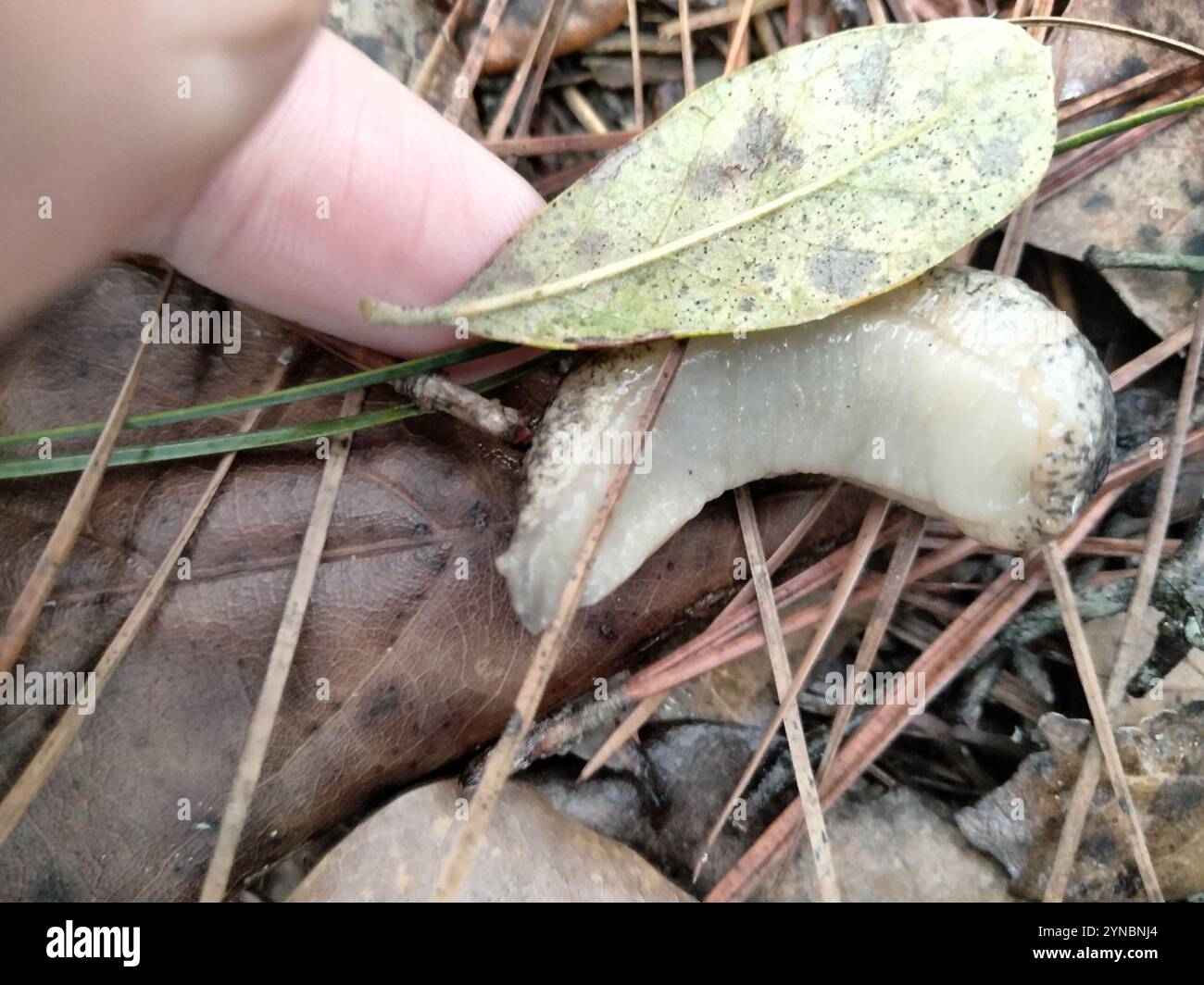 Carolina Mantleslug (Philomycus carolinianus Stock Photo - Alamy