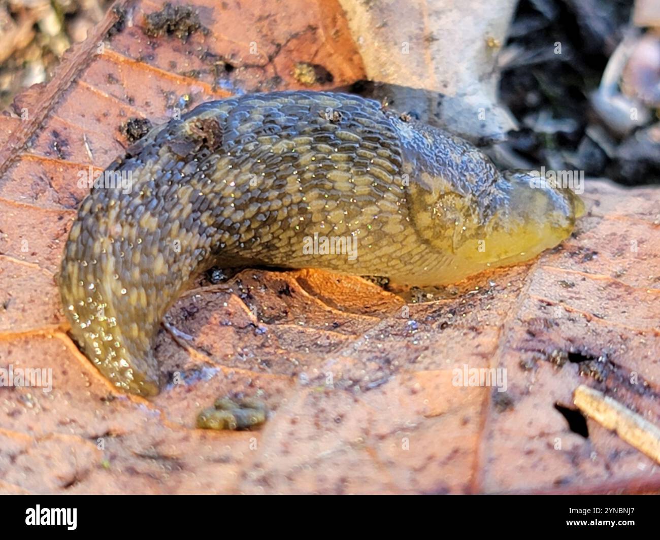 Yellow Cellar Slug (Limacus flavus Stock Photo - Alamy