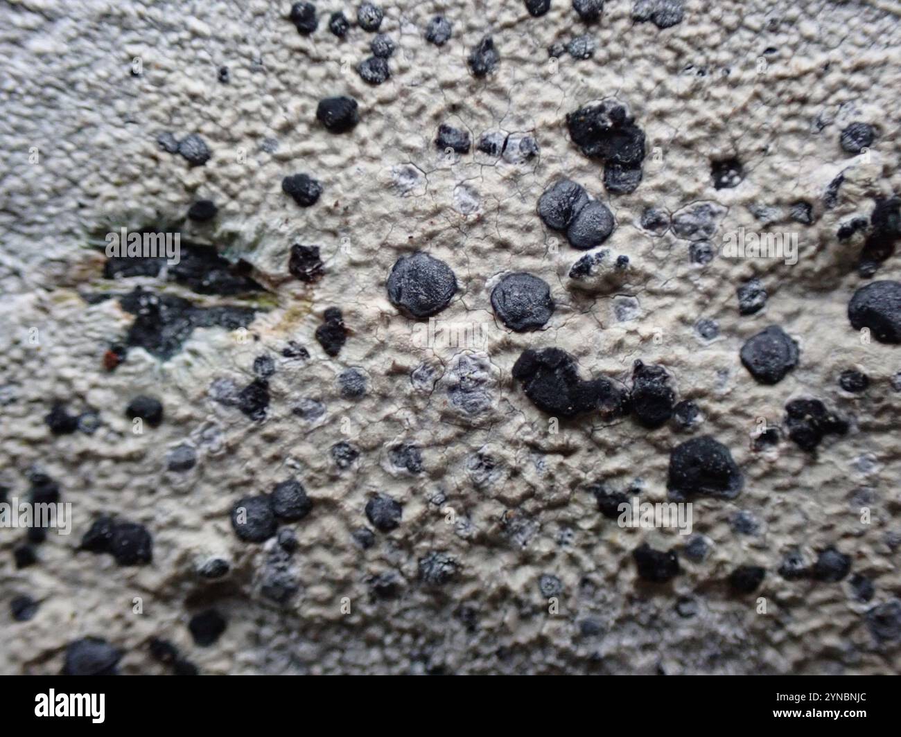 Carlott's porpidia lichen (Porpidia carlottiana Stock Photo - Alamy