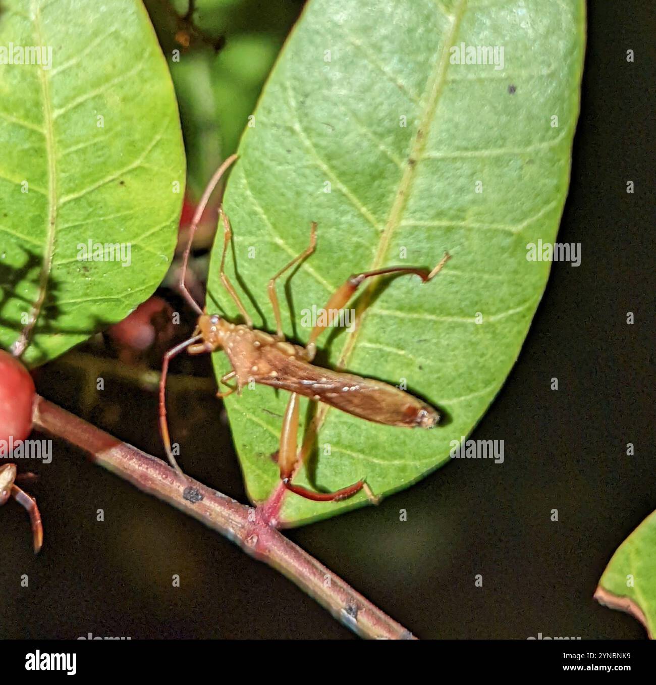 Hyalymenus hi-res stock photography and images - Alamy