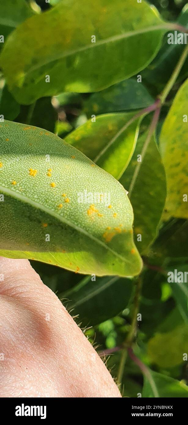 rust fungi (Pucciniales Stock Photo - Alamy