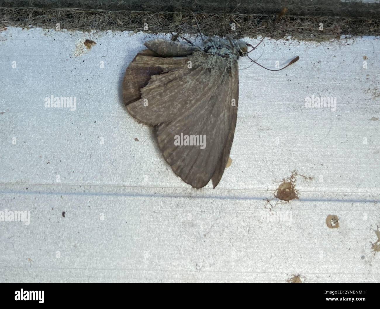 Lesser Grass Blue (Zizina otis Stock Photo - Alamy