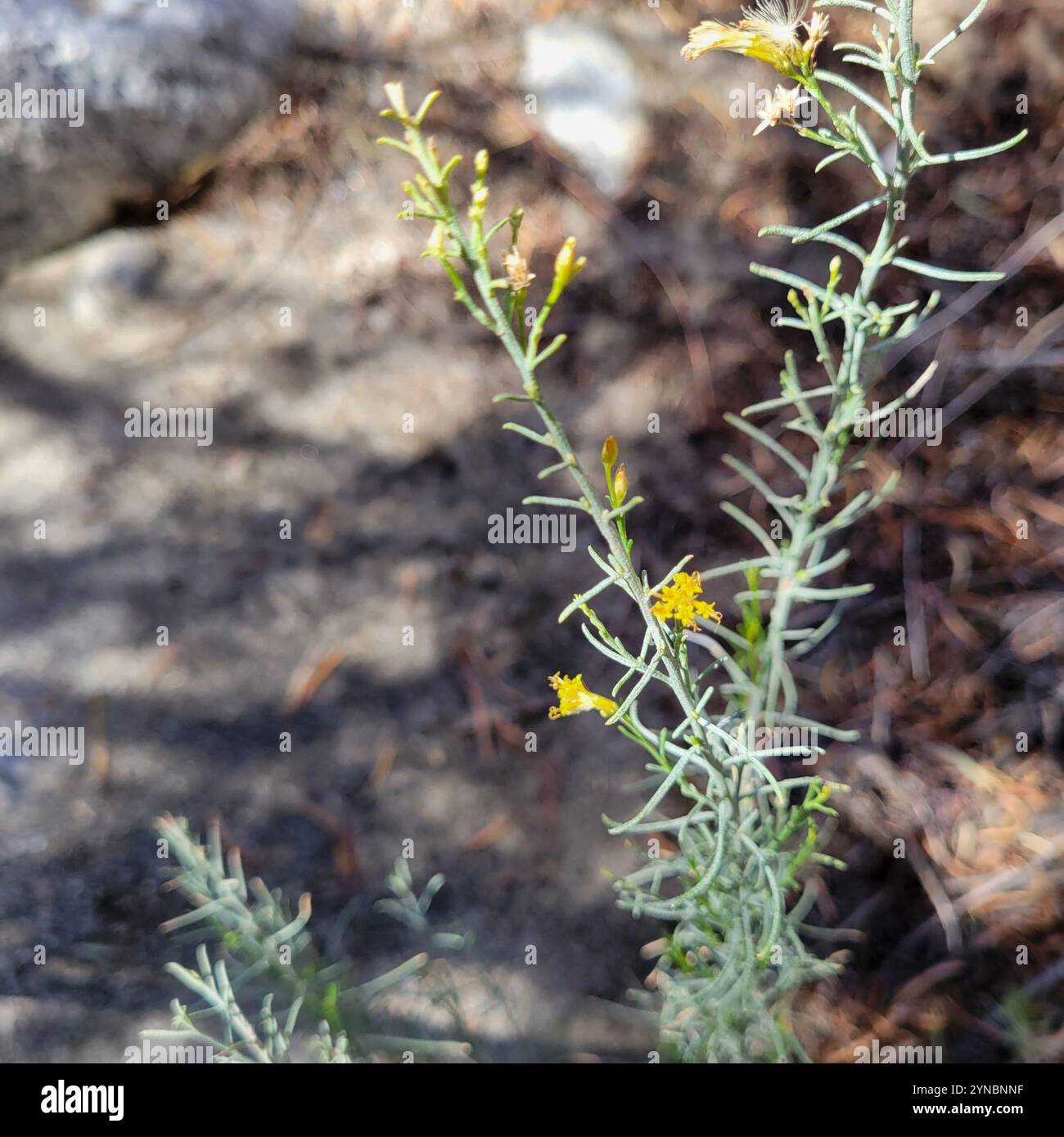 Black-banded Rabbitbrush (Ericameria paniculata Stock Photo - Alamy