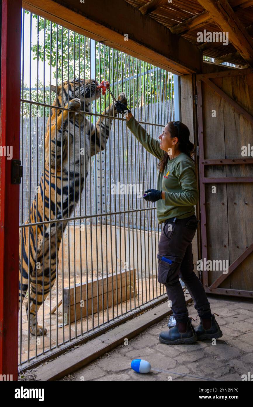 Ramat Gan Safri Zoo keeper goes through Target Training for Husbandry ...