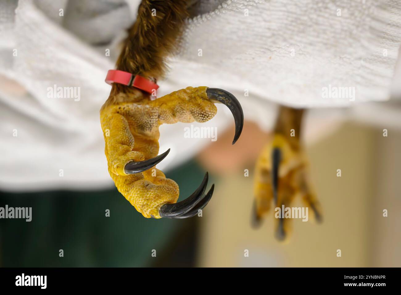 close up of the claws and talons of a lesser spotted eagle (Clanga ...