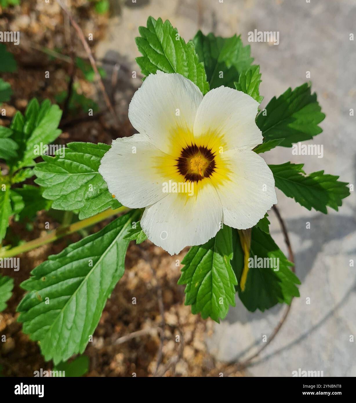 Cuban Buttercup (Turnera subulata Stock Photo - Alamy