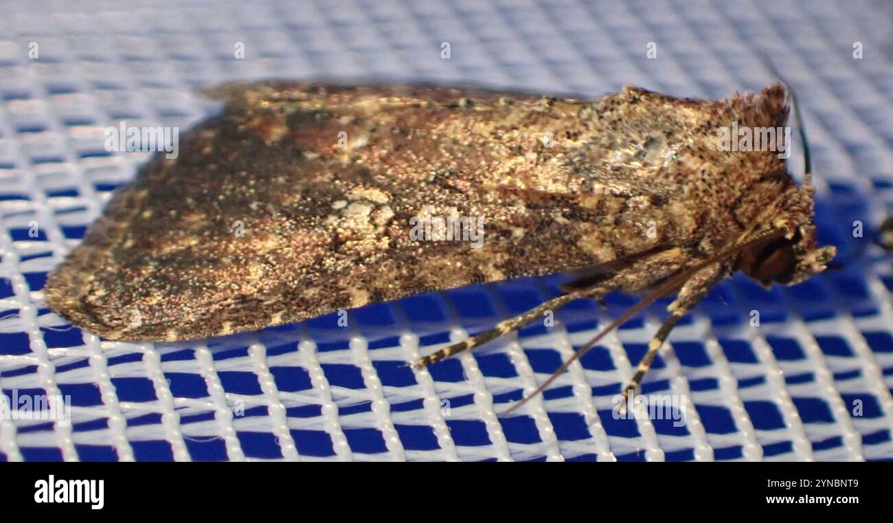 The African (Condica capensis Stock Photo - Alamy