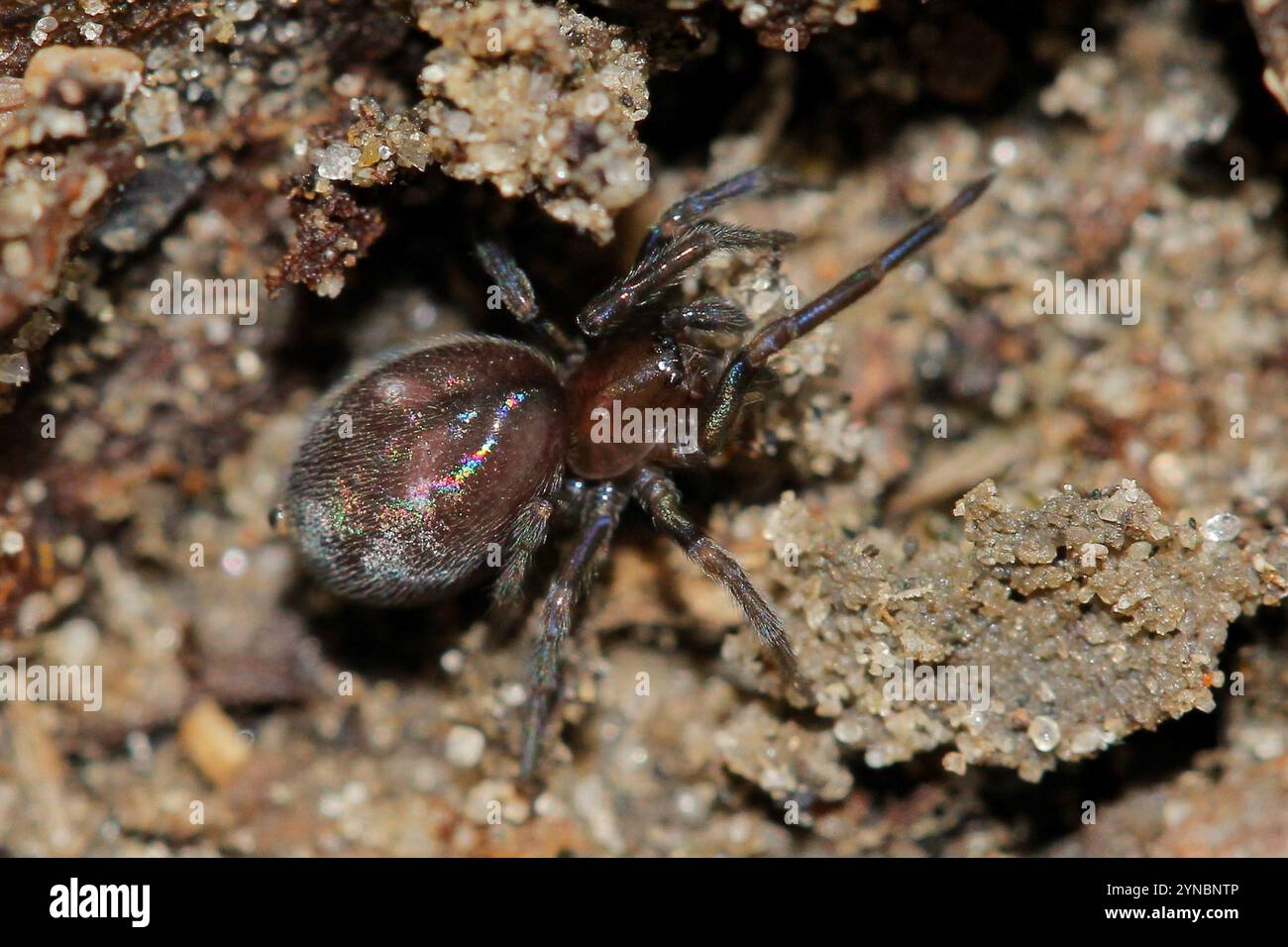 Rock Weavers (Titanoecidae Stock Photo - Alamy