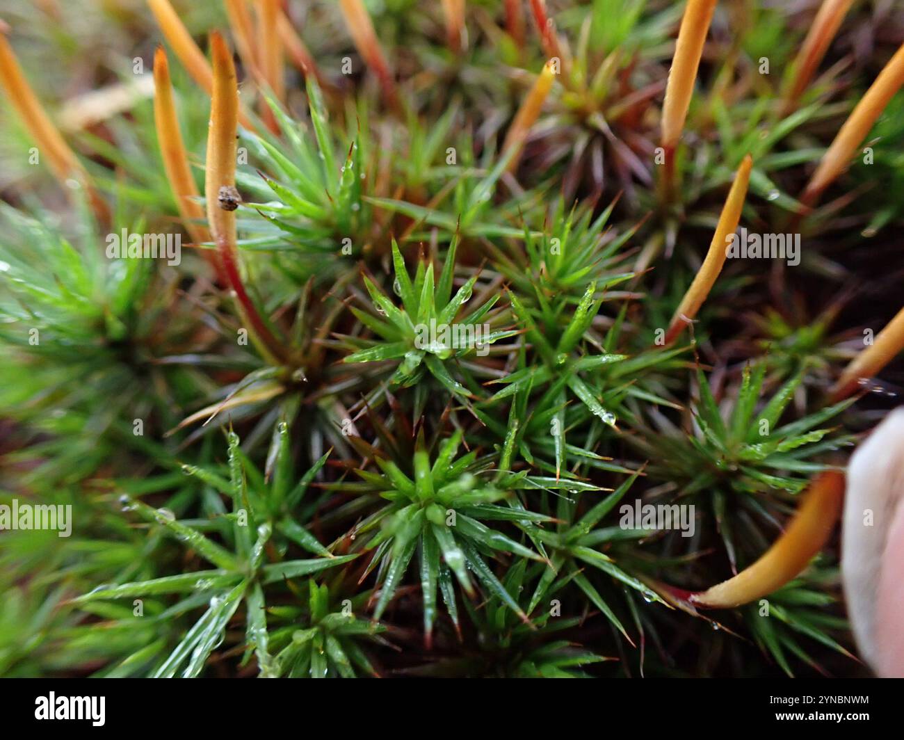 juniper haircap moss (Polytrichum juniperinum Stock Photo - Alamy