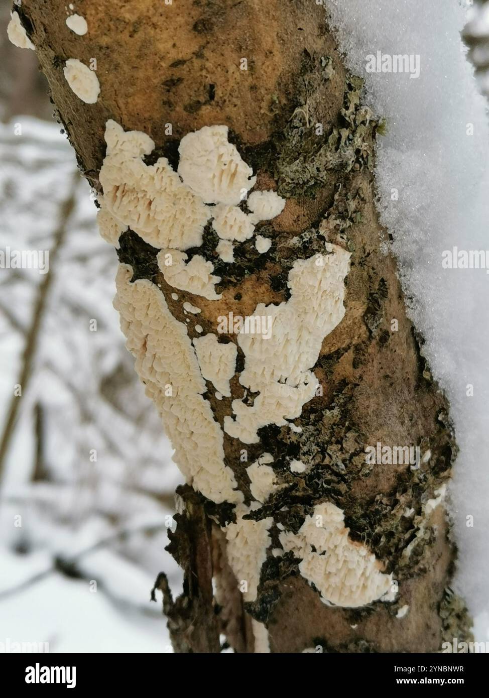Netted Crust (Byssomerulius corium Stock Photo - Alamy