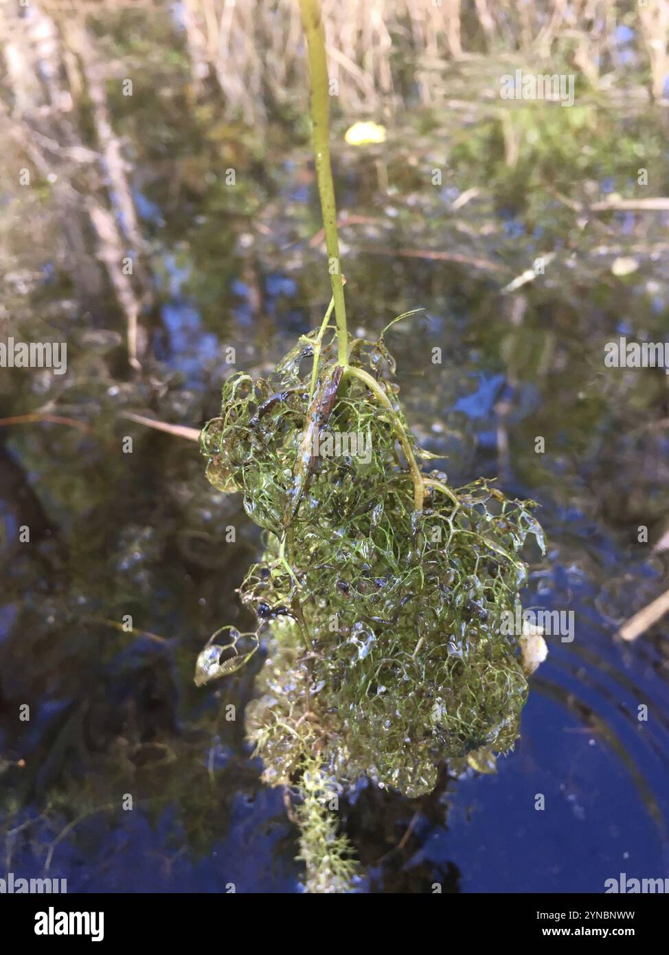 swollen bladderwort (Utricularia inflata Stock Photo - Alamy