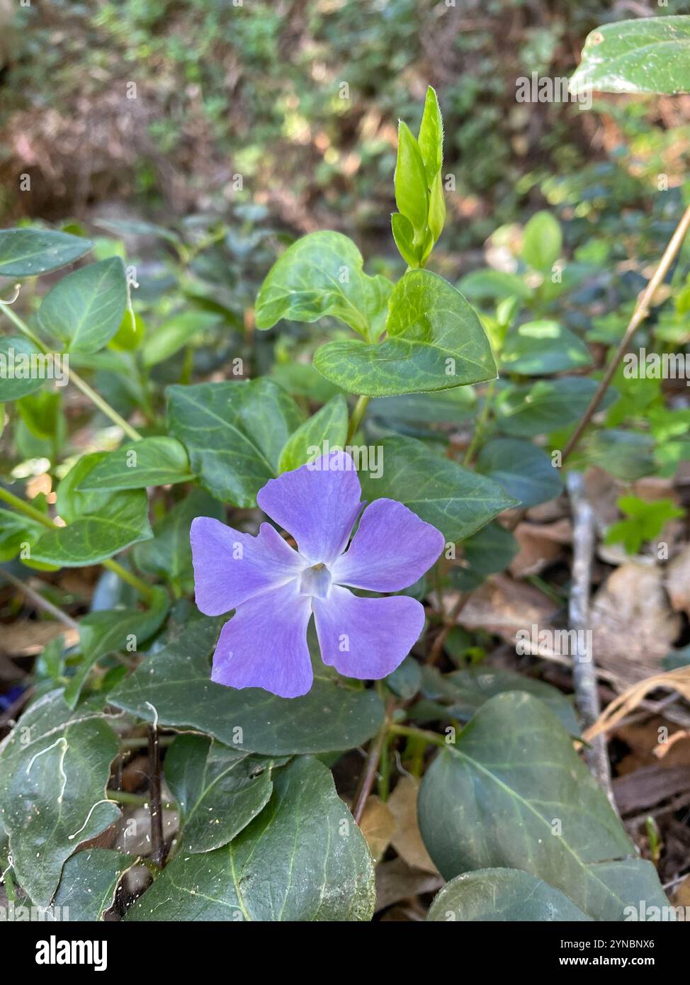 greater periwinkle (Vinca major Stock Photo - Alamy