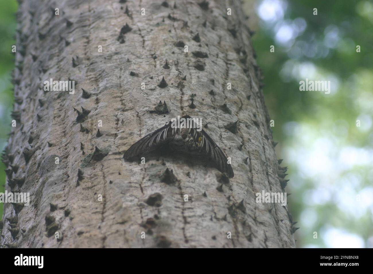 Southern Birdwing (Troides minos Stock Photo - Alamy