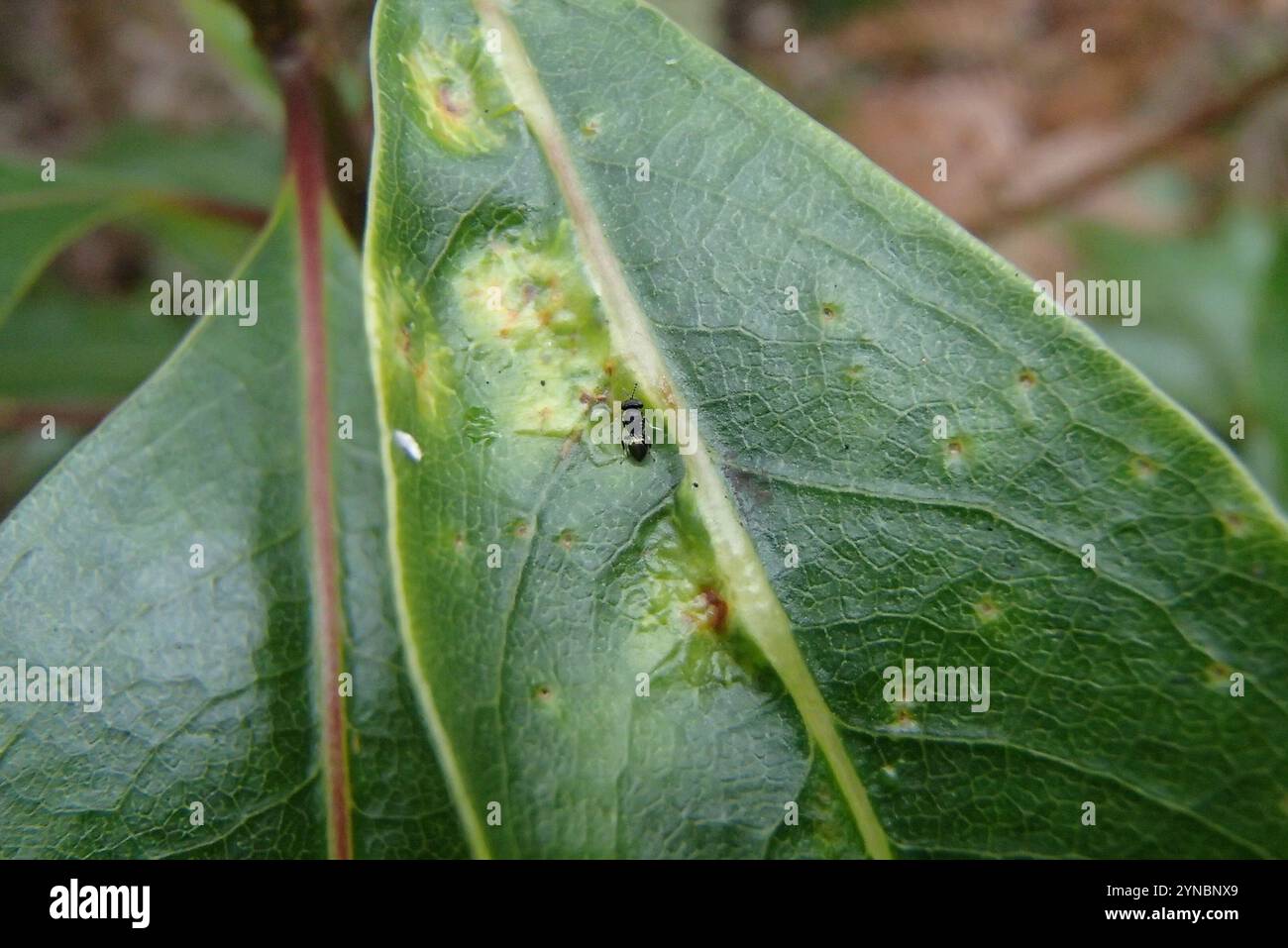 Ants, Bees, Wasps, and Sawflies (Hymenoptera Stock Photo - Alamy