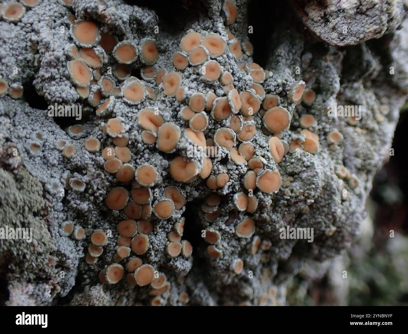 Double-Rimmed Saucer Lichen (Ochrolechia oregonensis Stock Photo - Alamy