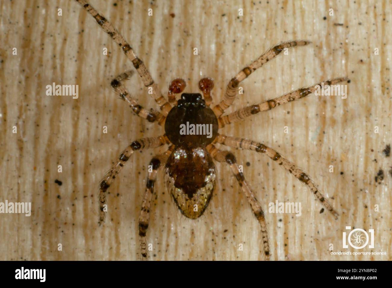 Ant-eating Spiders (Euryopis Stock Photo - Alamy