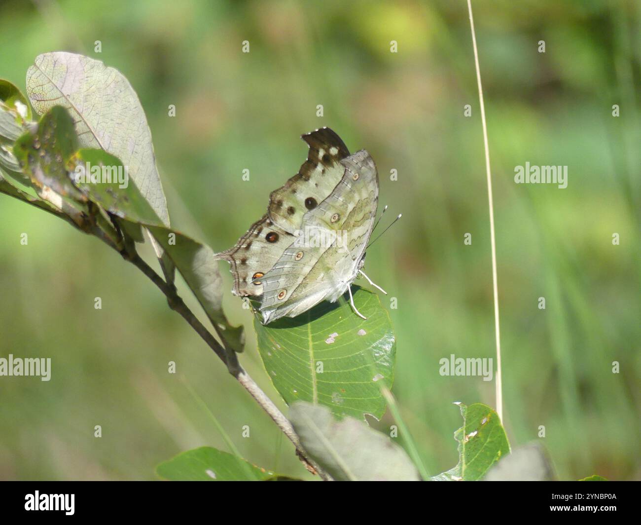 Common Mother-of-Pearl (Protogoniomorpha parhassus Stock Photo - Alamy