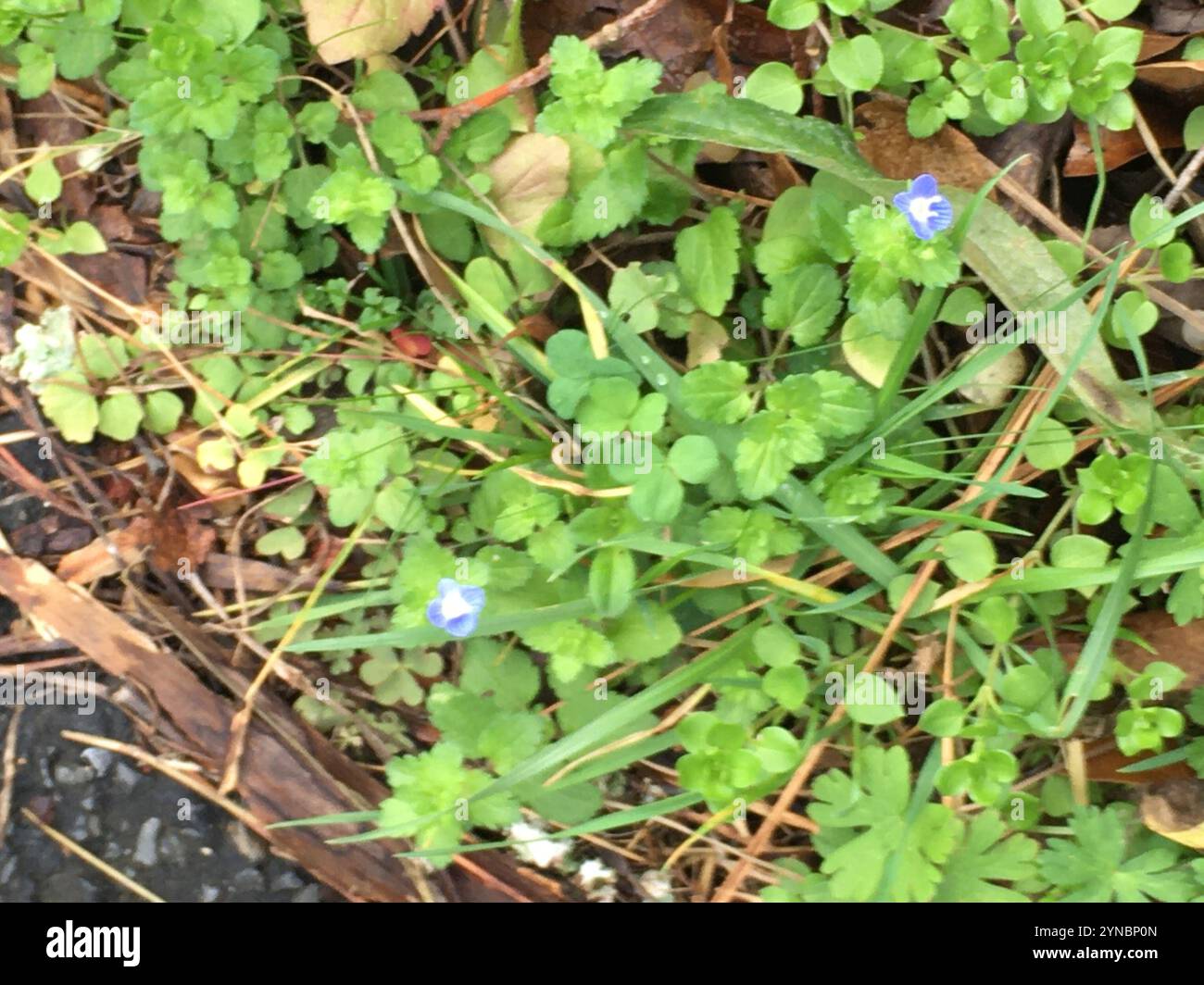 bird's-eye speedwell (Veronica persica Stock Photo - Alamy