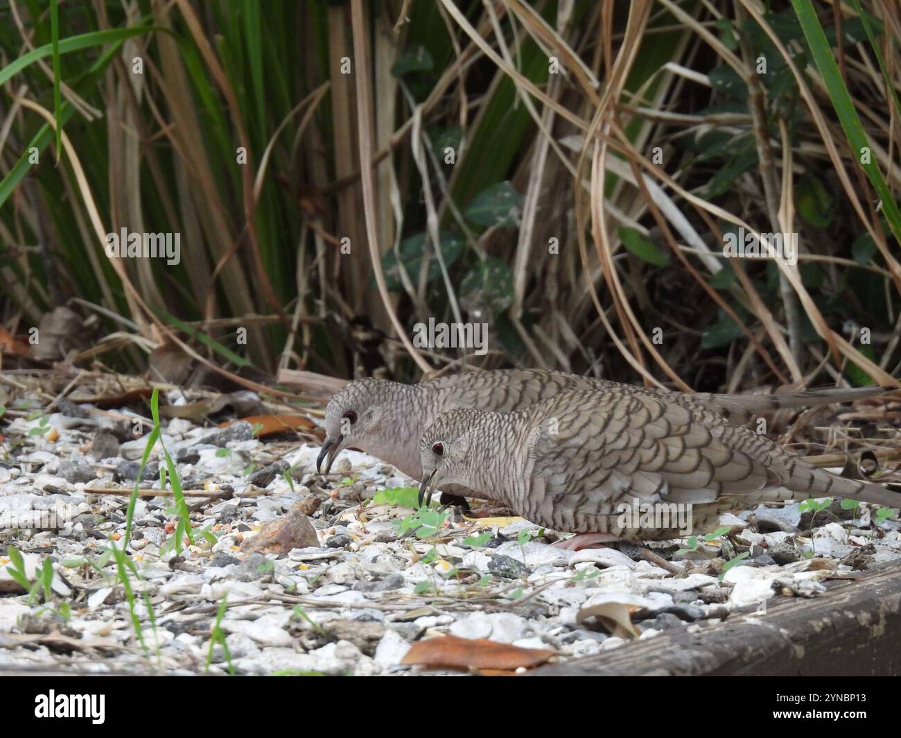 Inca Dove (Columbina inca Stock Photo - Alamy