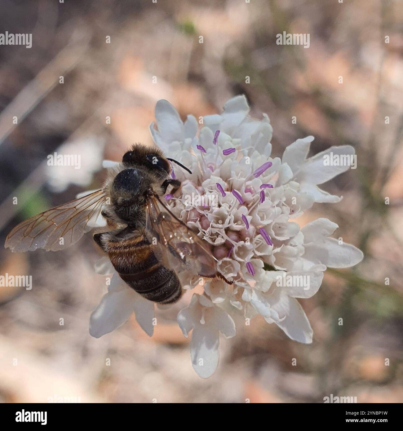 Western Honey Bee (Apis mellifera Stock Photo - Alamy
