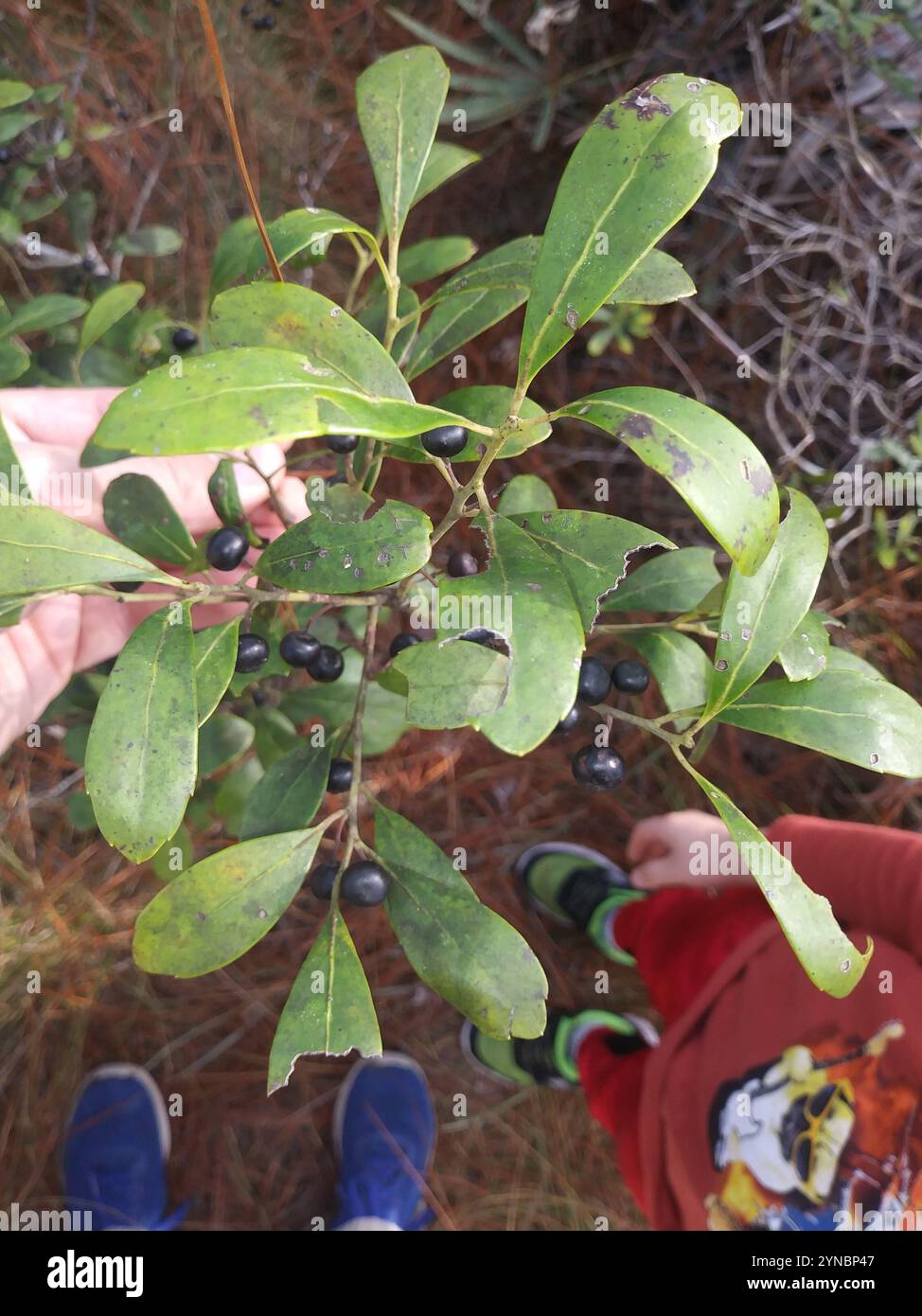 gallberry (Ilex glabra Stock Photo - Alamy