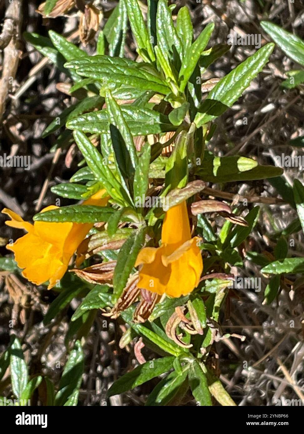 orange bush monkeyflower (Diplacus aurantiacus Stock Photo - Alamy