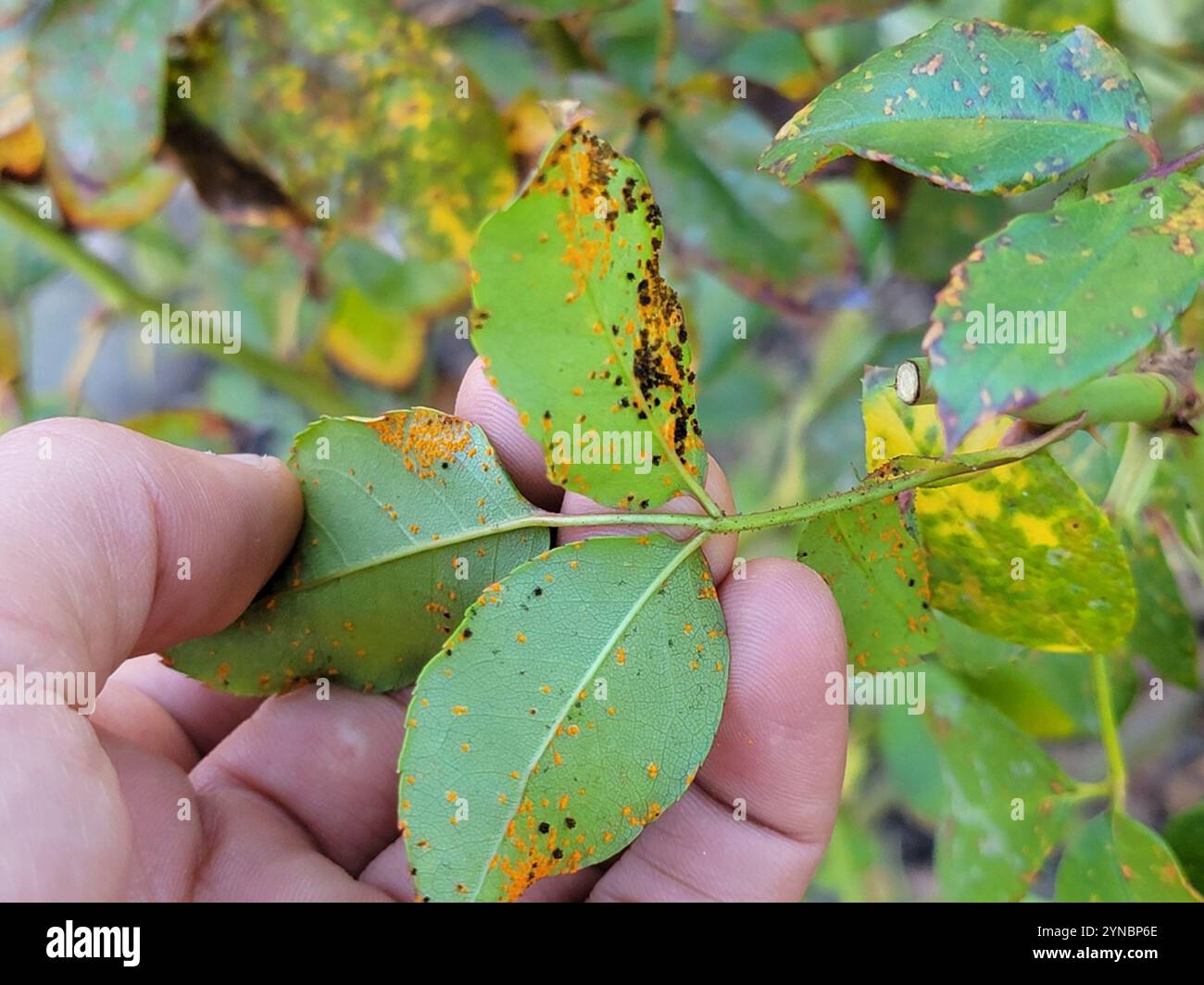rust fungi (Pucciniales Stock Photo - Alamy