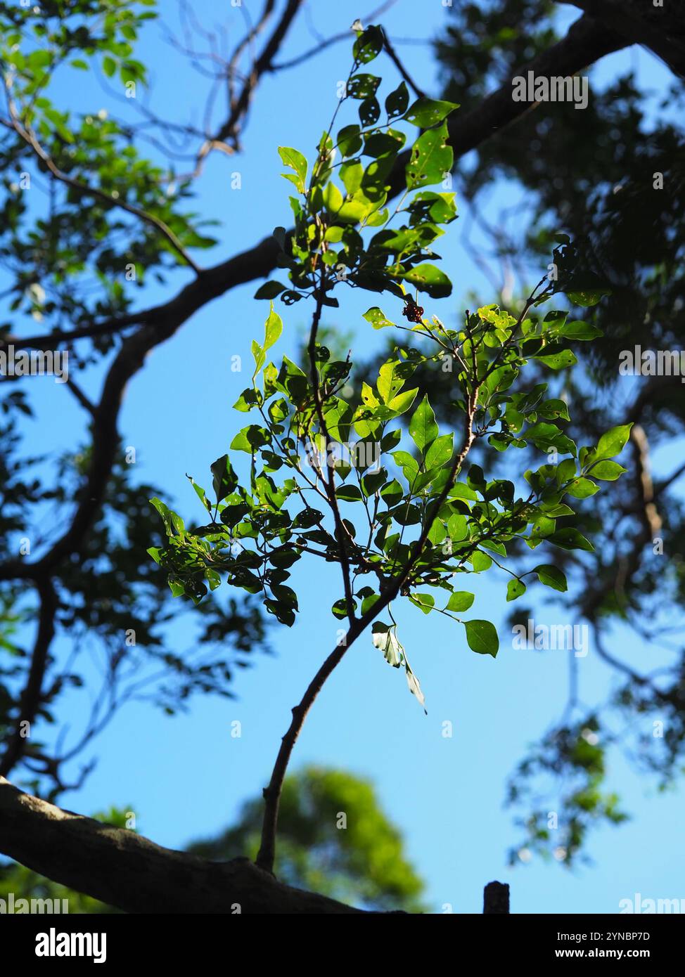 Evergreen tropical ash (Fraxinus griffithii Stock Photo - Alamy