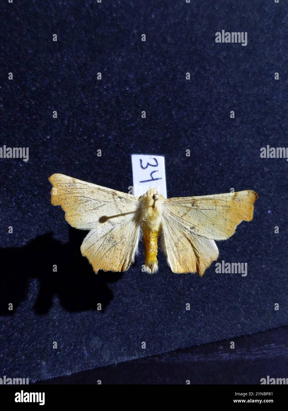 Maple Spanworm Moth (Ennomos magnaria Stock Photo - Alamy