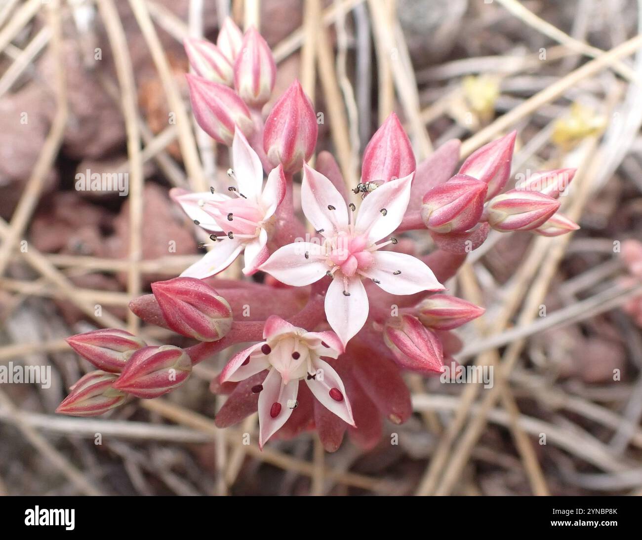 Sedum rubens hi-res stock photography and images - Alamy