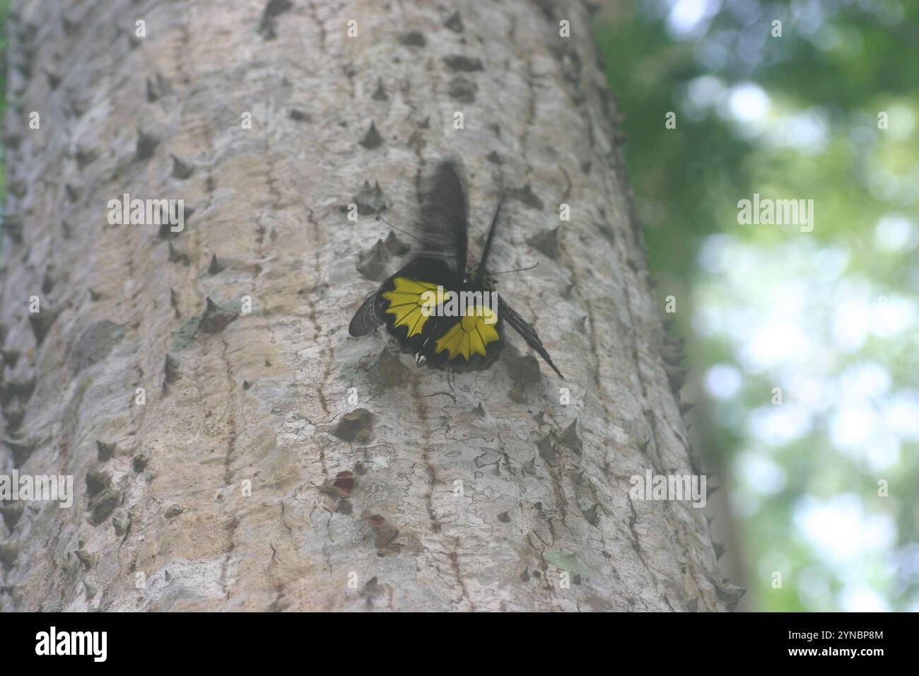 Southern Birdwing (Troides minos Stock Photo - Alamy