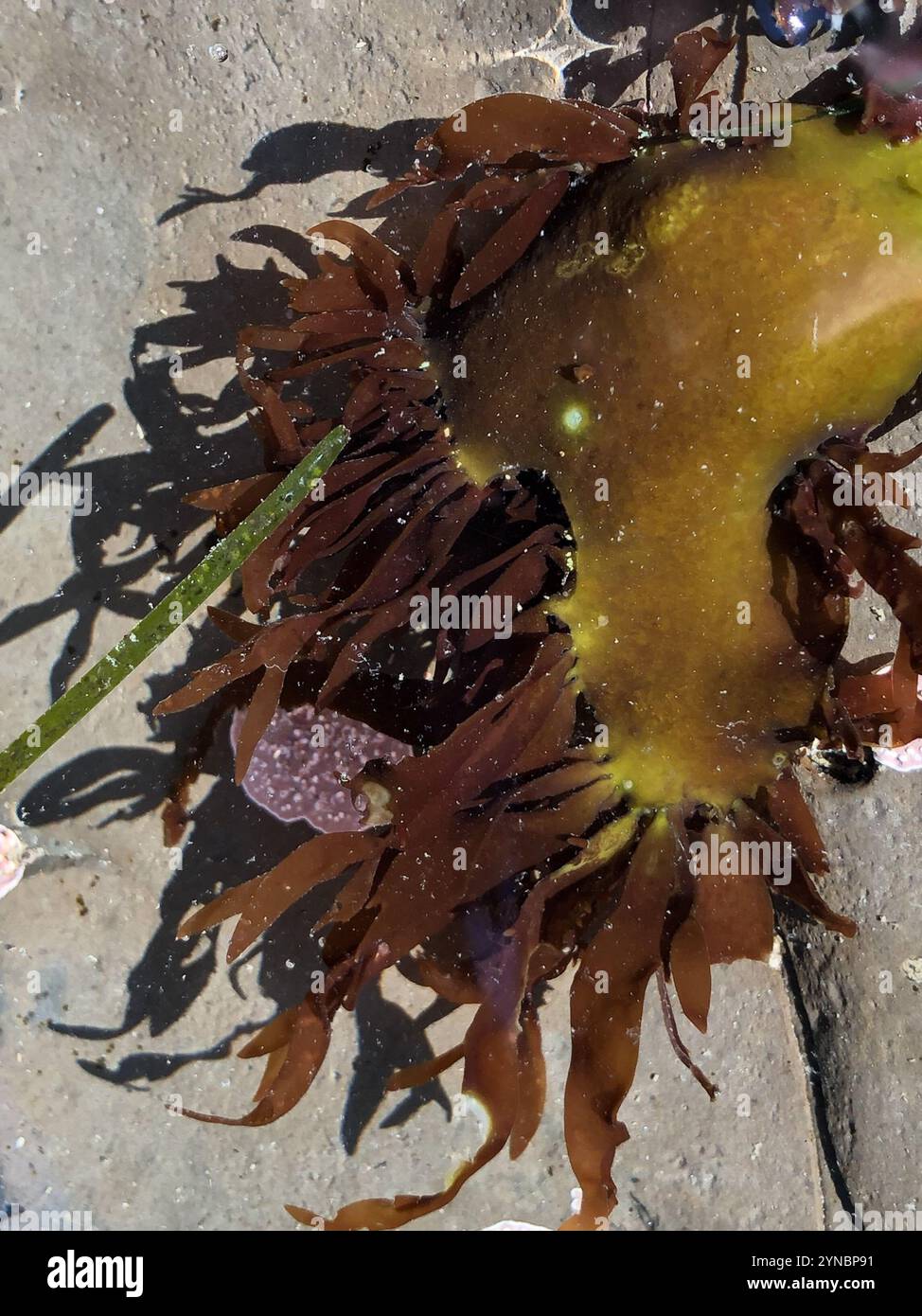 Bleach Weed (Prionitis sternbergii Stock Photo - Alamy