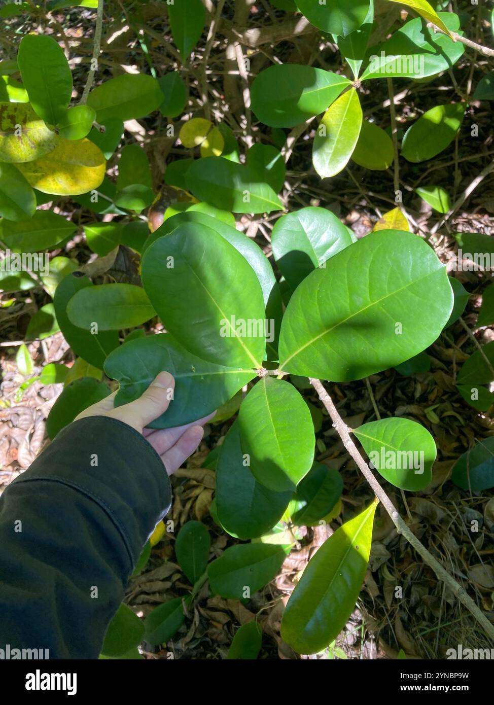 black calabash (Amphitecna latifolia Stock Photo - Alamy
